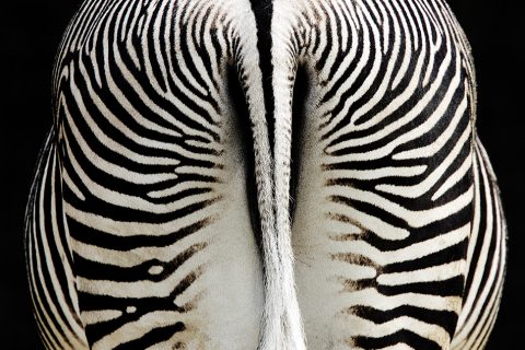 Everything You Ever Wanted to Know About Stripes - 1stDibs Introspective